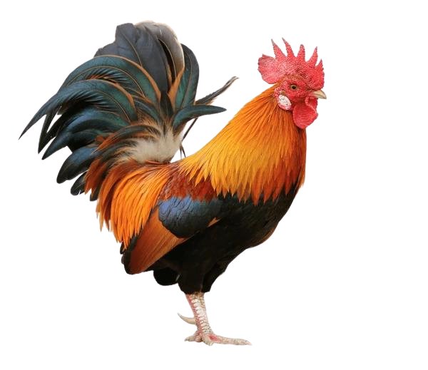 Sản phẩm Con gà | mới nhất 2025 | CÔNG TY TNHH CELL FEED VN